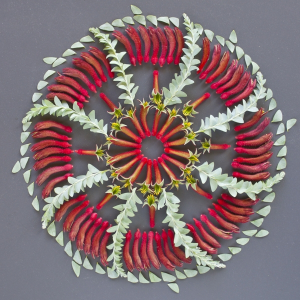 Mandalas de Flores e Plantas - Terra Cotta Flores